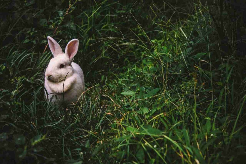 konijn-in-het-gras – Dierenkliniek Ter Gouwe